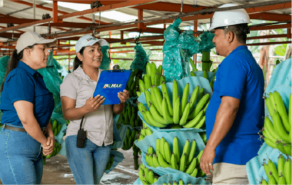 PALMAR CORPORATION | We are more than bananas